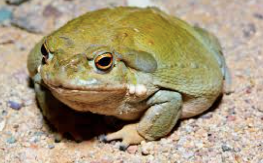 Psychedelic drug 5-MeO-DMT, found in the Sonoran desert toads – The ...